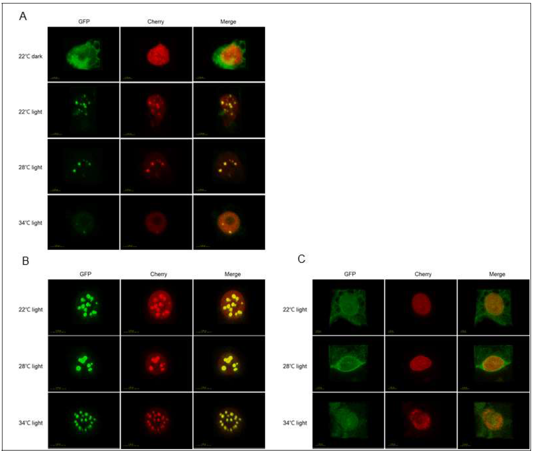 [보고서]광합성 세균 광센서 활용 식물의 고온/가뭄 저항성 제어 기술 개발