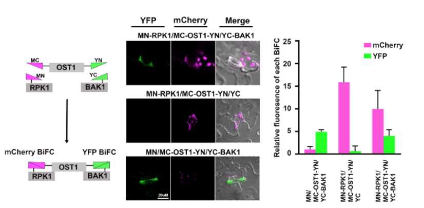 [보고서]LRR-RLKⅡ subfamily에 의한 공변세포 개폐 조절 과정의 규명