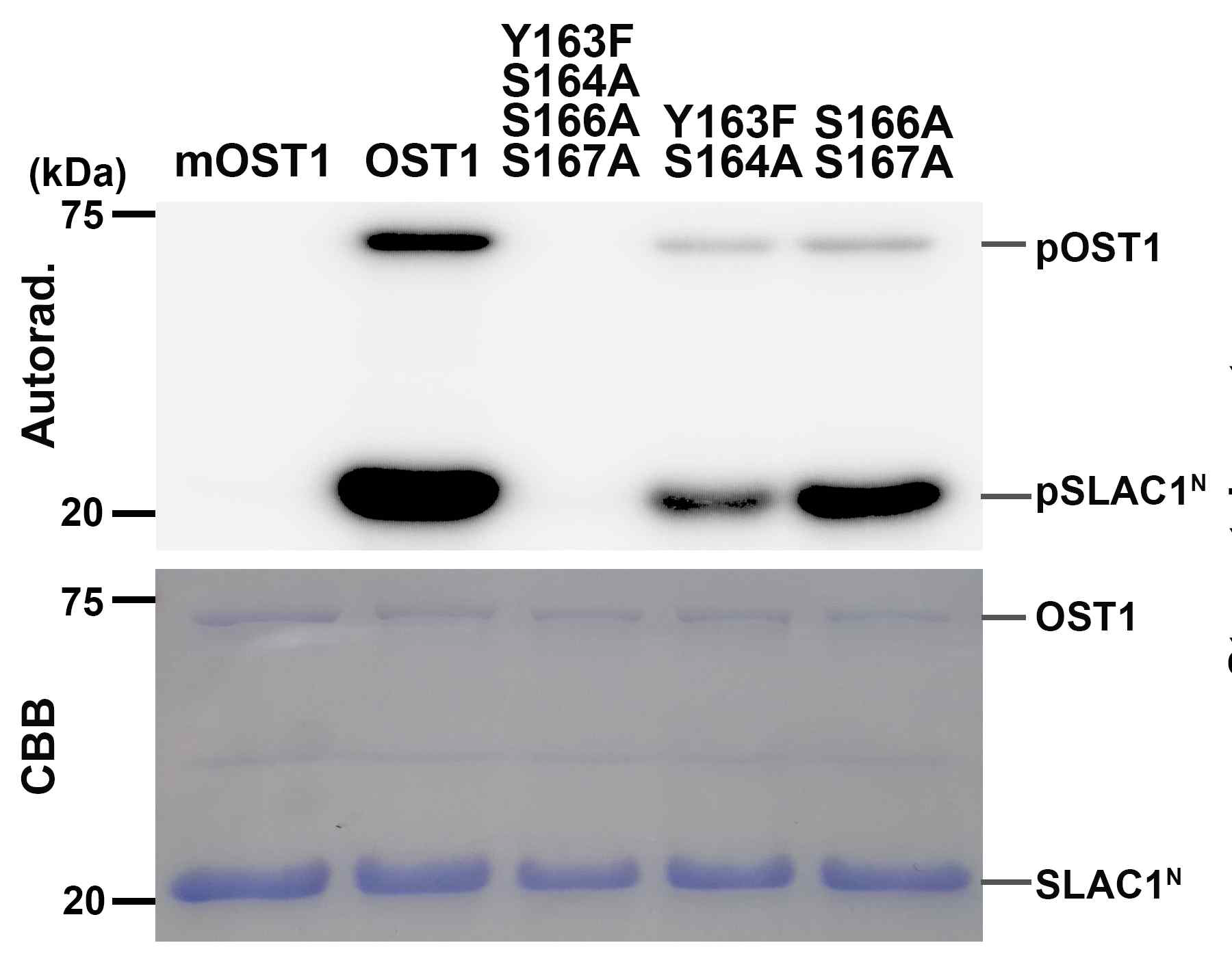 [보고서]LRR-RLKⅡ subfamily에 의한 공변세포 개폐 조절 과정의 규명