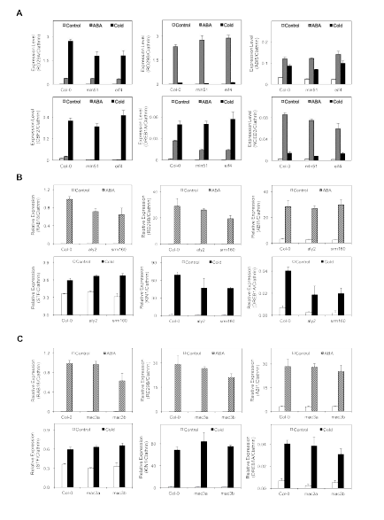 [보고서]환경스트레스 저항성 유채 개발을 위한 Small RNA processing 조절인자의 분자유전학적 활용 연구