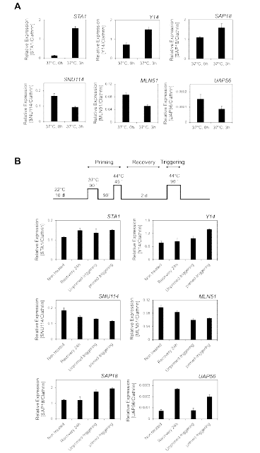 [보고서]환경스트레스 저항성 유채 개발을 위한 Small RNA processing 조절인자의 분자유전학적 활용 연구