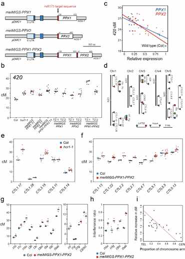 [보고서]식물 유전체 재조합 기작 구명 및 조절 기술 확립