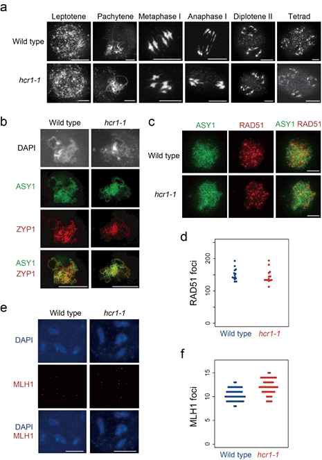 [보고서]식물 유전체 재조합 기작 구명 및 조절 기술 확립