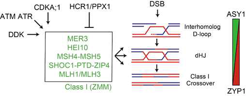 [보고서]식물 유전체 재조합 기작 구명 및 조절 기술 확립