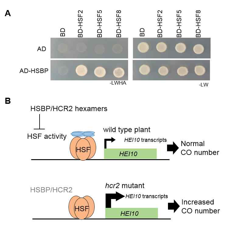 [보고서]식물 유전체 재조합 기작 구명 및 조절 기술 확립