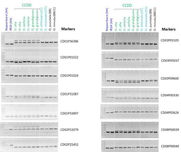 [보고서]벼 바이오매스 증대 및 환경내성 증진을 위한 유용형질 및 분석기술 도입