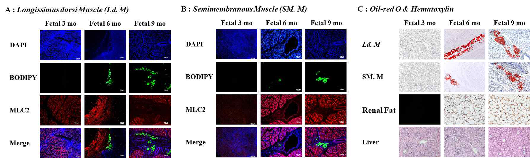 [보고서]한우 태아기 송아지 잠재 근내지방 발달 및 유전자 탐색 연구