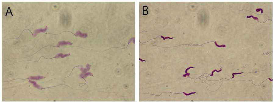 [보고서]닭 유전자원의 동결 보존 기술 개발