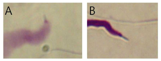 [보고서]닭 유전자원의 동결 보존 기술 개발