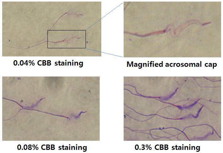 [보고서]닭 유전자원의 동결 보존 기술 개발