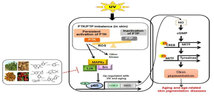 [보고서]피부 노화과정에서 PTK/PTP 불균형으로 인한 색소침착 기전 및 제어 연구