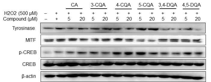 [보고서]피부 노화과정에서 PTK/PTP 불균형으로 인한 색소침착 기전 및 제어 연구