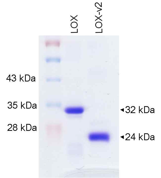 [보고서]핵에서 Lysyl Oxidase (LOX) 및 LOX-v2의 기능 연구