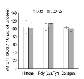 [보고서]핵에서 Lysyl Oxidase (LOX) 및 LOX-v2의 기능 연구
