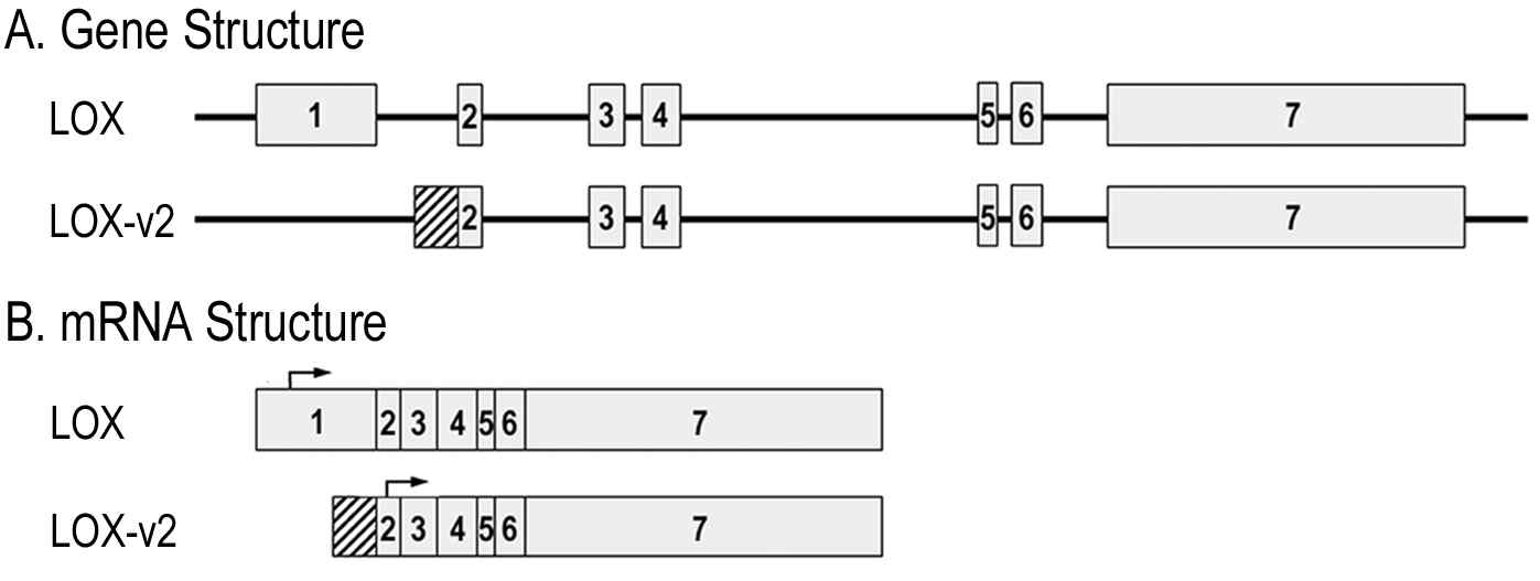 [보고서]핵에서 Lysyl Oxidase (LOX) 및 LOX-v2의 기능 연구