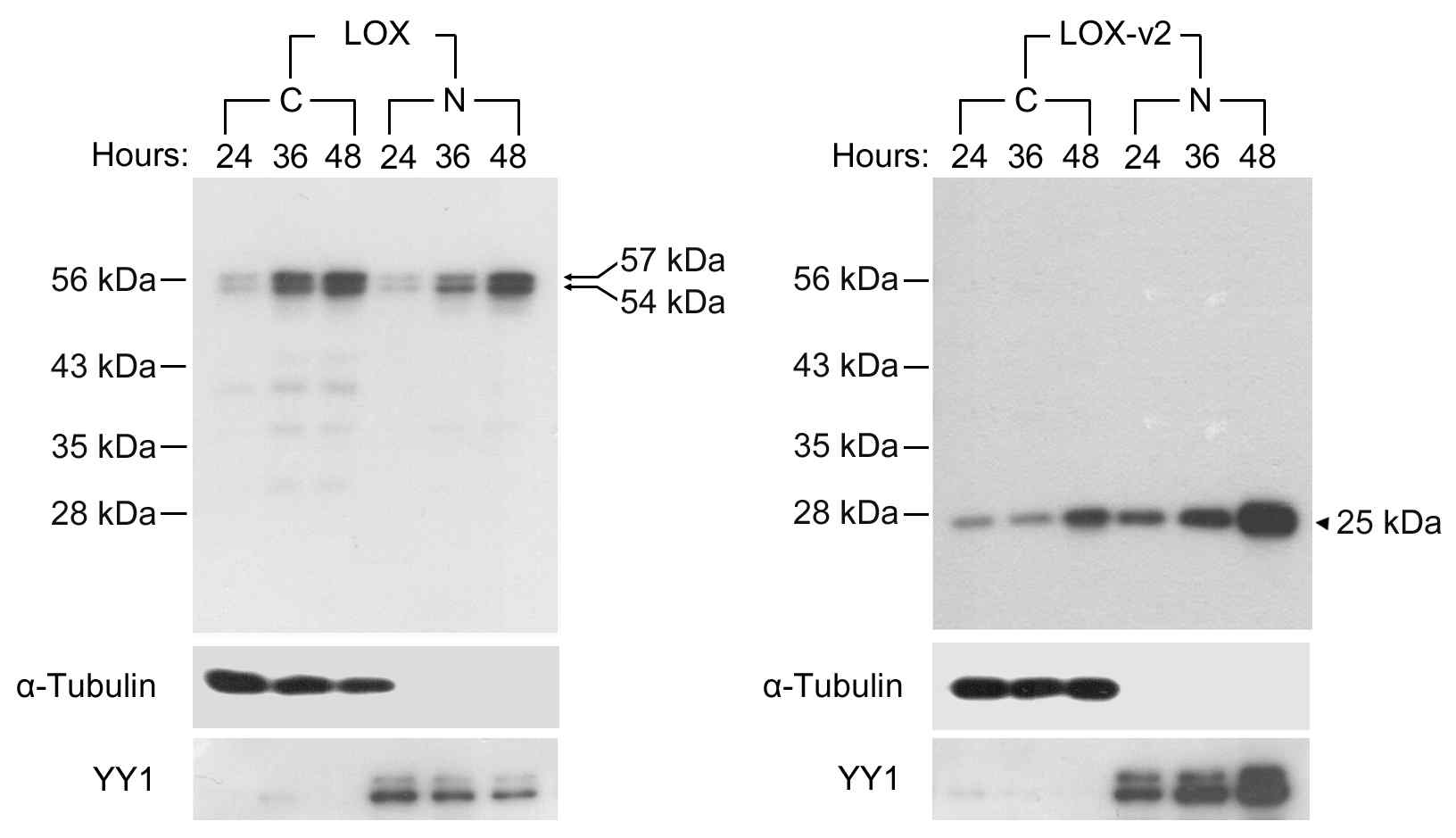 [보고서]핵에서 Lysyl Oxidase (LOX) 및 LOX-v2의 기능 연구
