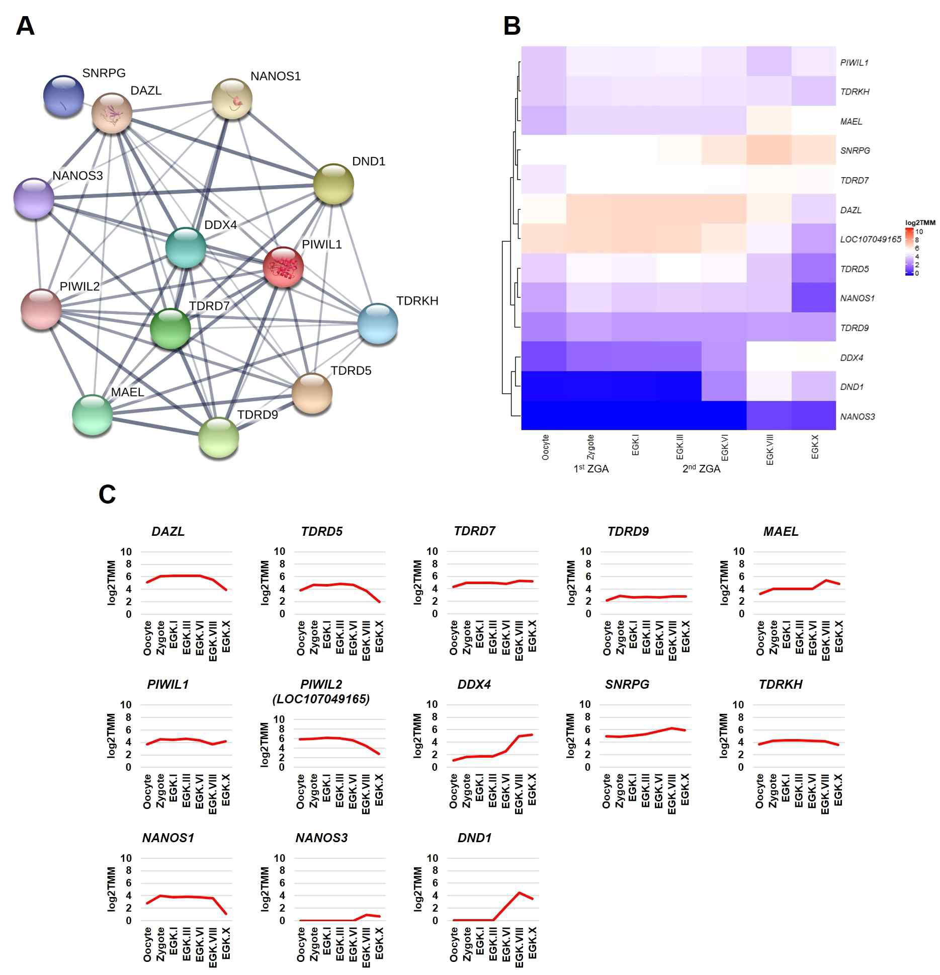 [보고서]CRISPR/Cas9 유전자 편집 시스템 기반 DAZL 유전자의 전사적 조절과 닭 원시생식세포 생식질에서의 DAZL ...