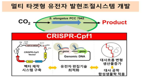[보고서]이산화탄소의 생물학적 전환 최적화를 위한 크리스퍼-Cpf1 유전자발현조절시스템 개발과 멀티 타겟형 대사공학 연구