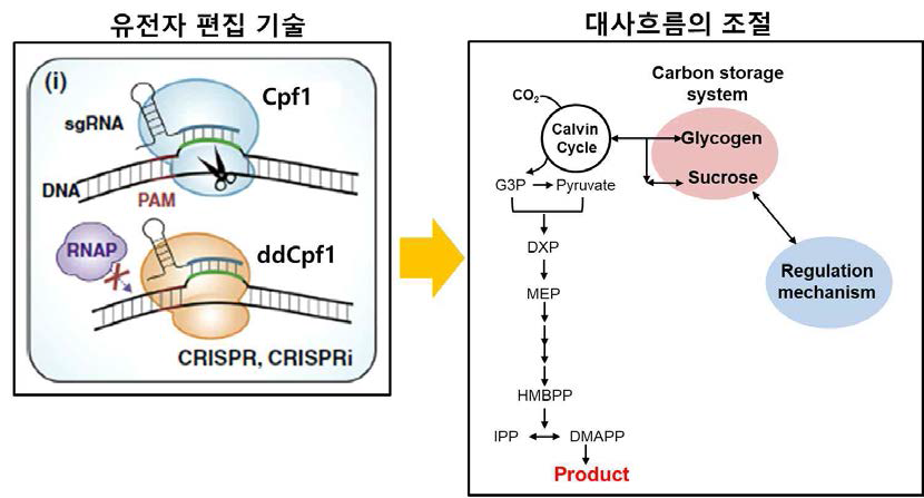 [보고서]이산화탄소의 생물학적 전환 최적화를 위한 크리스퍼-Cpf1 유전자발현조절시스템 개발과 멀티 타겟형 대사공학 연구