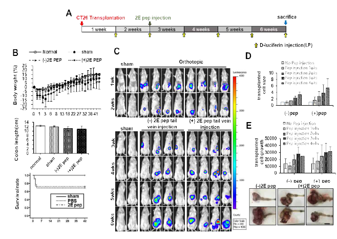 [보고서]혈중 syndecan-2 조각에 의한 대장암 활성화 기전연구