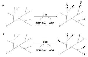 [보고서]글리코겐 합성 효소군을 활용한 분지구조체의 생산과 이의 소화 특성 및 프리바이오틱스 효능 평가