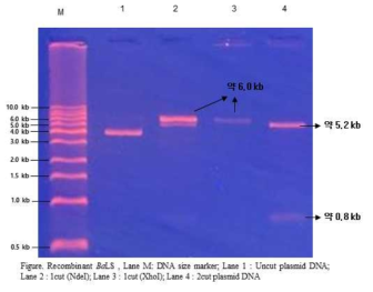 [보고서]효소적 생물전환기법을 이용한 수용성 미리세틴 합성 및 특성 평가