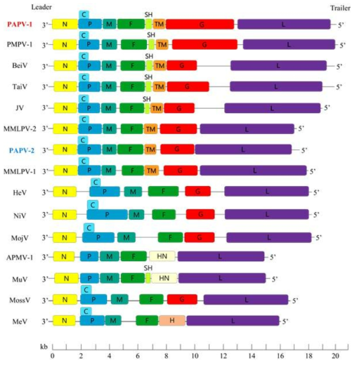 [보고서]차세대염기서열분석과 표적 역전사효소연쇄반응 기반 설치류(등줄쥐) 유래 생물위협 바이러스 메타지놈 및 분자 스크리닝 연구