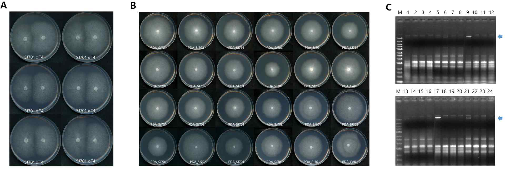 [보고서]표고버섯 Lentinula edodes의 다중오믹스분석에 기반한 감염 기전 규명