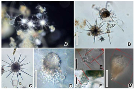 [보고서]현생 방산충의 형태와 분자계통학적 연구