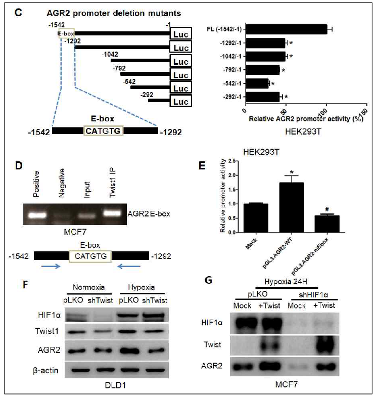 [보고서]미세 종양환경내 Anterior Gradient-2 (AGR2)의 유도 및 분해 기전연구