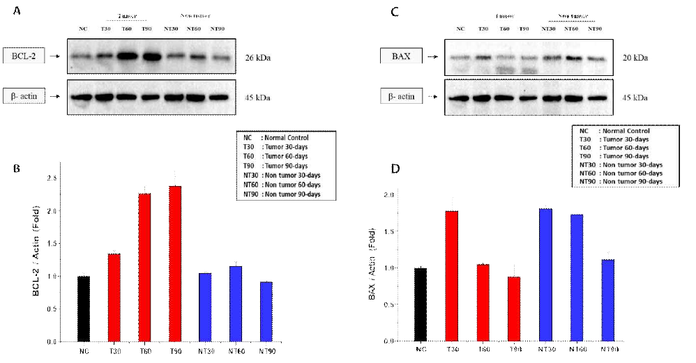 [보고서]면역리독스 프로파일링을 이용한 새로운 암병기, 진행 계측시스템 개발