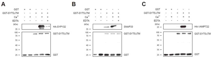 [보고서]식물 스트레스 반응에 관여하는 exocytosis 분비기작의 조절