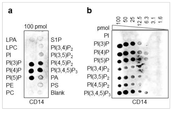 [보고서]마크로파지-사멸세포간의 인지 및 탐식신호로서 포스포이노시타이드의 기능 연구