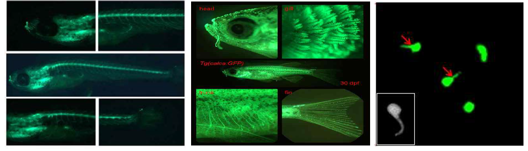 [보고서]비손상성 통각수용체 과발현 제브라피쉬 신경통 모델을 이용한 차세대 난치성 만성 신경통 치료기술 개발