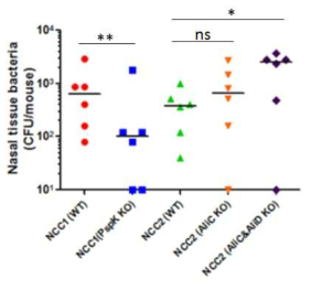 [보고서]폐렴구균 상기도 감염에서 장기-지속적인 집락화(보균) 기전 규명