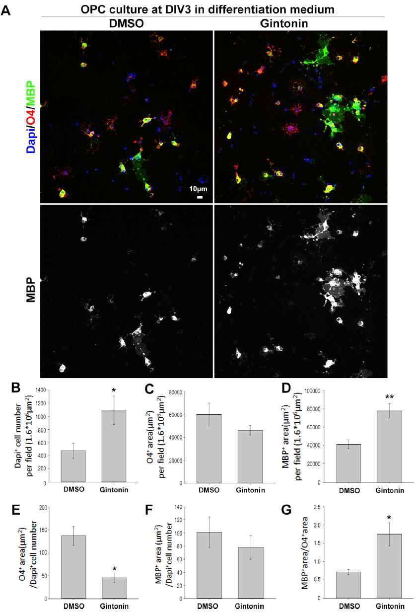 [보고서]천연식물추출물이 신경계 말이집(재)생성 및 보호에 미치는 직간접적 효능평가