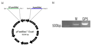 [보고서]돼지 PRRS 예방을 위한 신개념 차세대 백신 개발