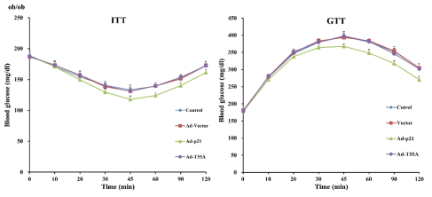 [보고서]CDK 억제자인 p21(Cip1/Waf1)에 의한 대사증후군 조절 기전 규명