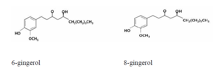 [보고서]6-gingerol에 의한 종양침윤임파구(TIL) 종양 침윤 항진
