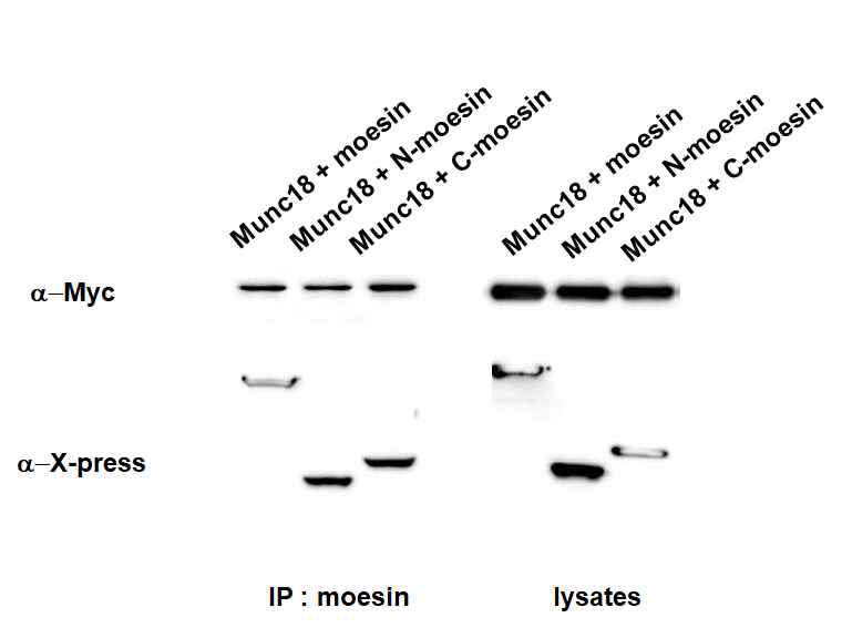 [보고서]Munc18과 결합하는 moesin 단백질의 발굴을 통해 시냅스에서의 역할 및 시냅스 활성화 조절 기전연구