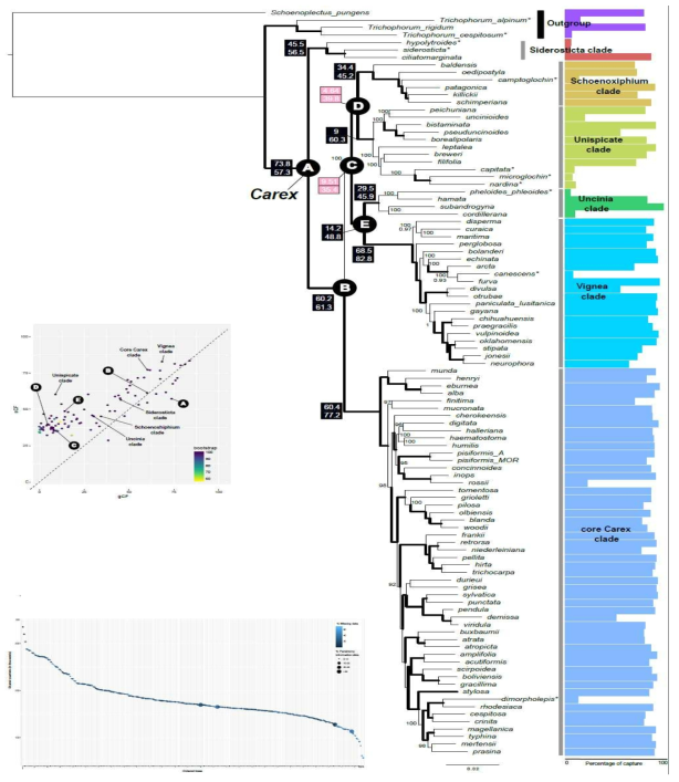 [보고서]사초과 식물의 꽃에 대한 진화발생학적 연구