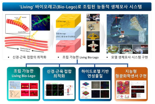 [보고서]‘Living’ 바이오레고로 조립된 능동적 생체모사 시스템 제조 및 응용