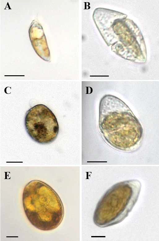 [보고서]해양원생생물의 신계통주 확보와 분류, 생태, 생리학적 특성 규명 및 차세대 분류시스템 개발