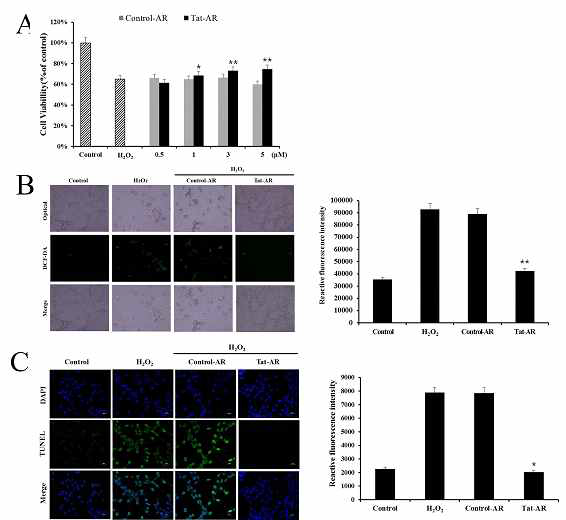 [보고서]단백질 침투 기술을 이용한 Aldose Reductase 융합단백질의 퇴행성뇌질환 기전 연구