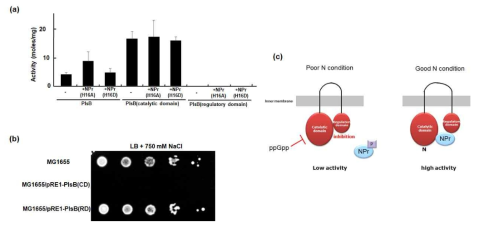 [보고서]질소 결핍시 질소 인산전달계에 의한 세포막 생합성 조절 기작 연구