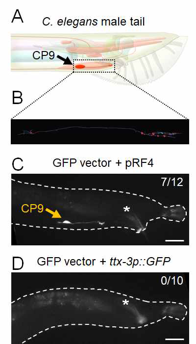 [보고서]성별에 따른 신경회로의 차이를 유발하는 유전적 메커니즘