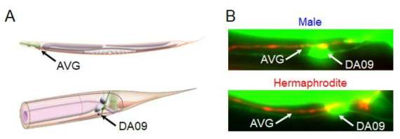 [보고서]성별에 따른 신경회로의 차이를 유발하는 유전적 메커니즘