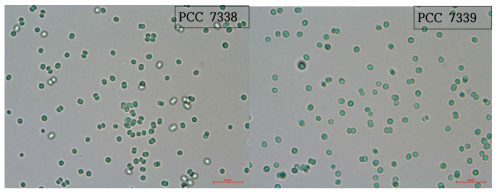[보고서]유용 해양미세조류 게놈스케일 인실리코 모델구축 및 타겟 시뮬레이션