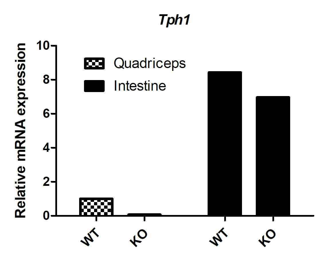 [보고서]골격근에서 세로토닌에 의한 에너지대사의 항상성 조절기전 규명