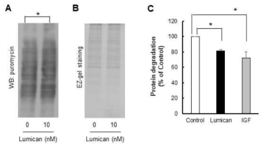 [보고서]근육유래인자 lumican을 이용한 근감소증 극복 전략 연구